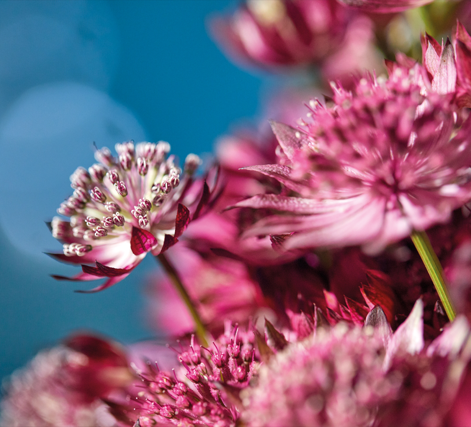 Astrantia collection | Marginpar